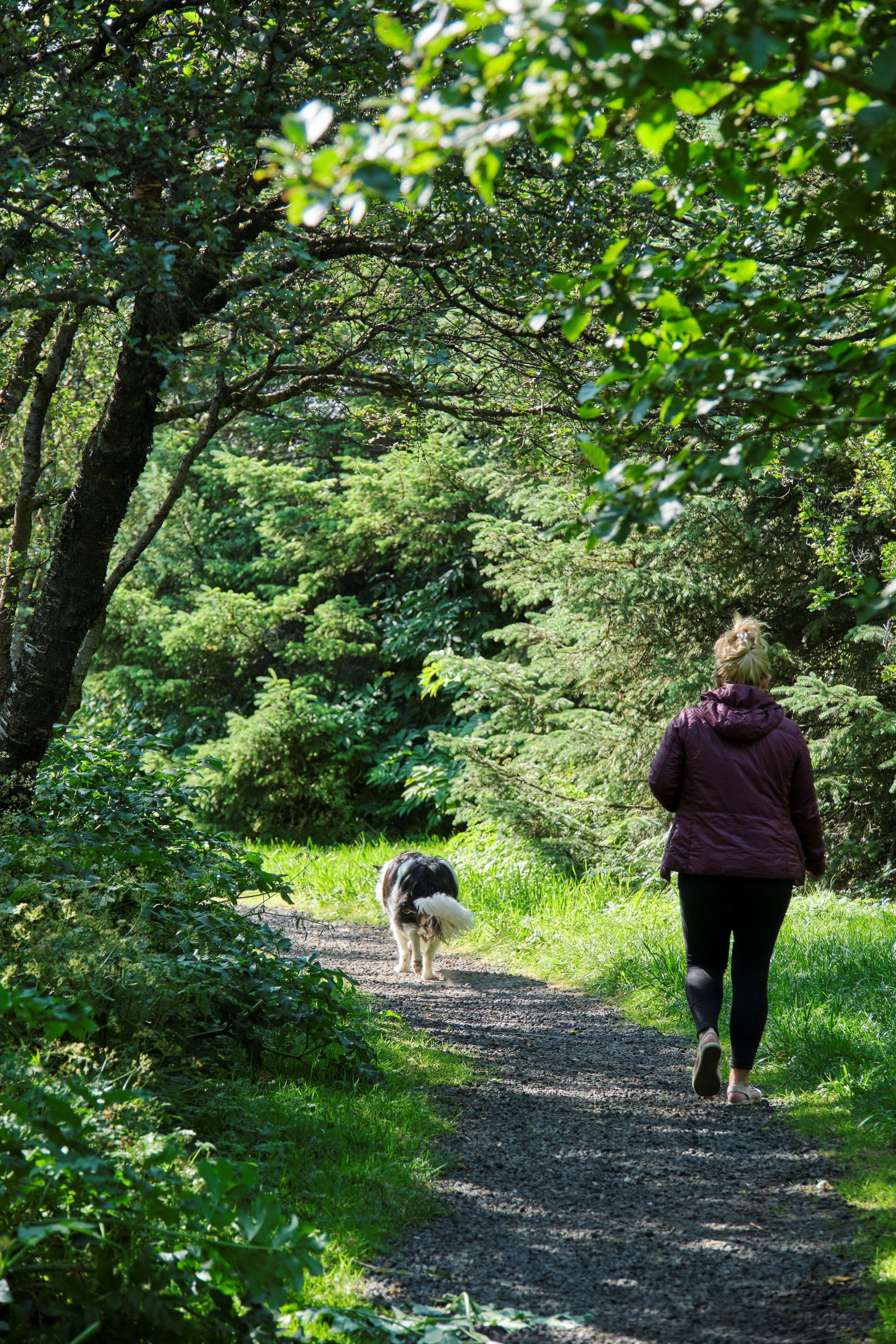 Heilbrigðiseftirlit og dýrahald | Kópavogur